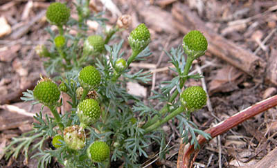 M's Project ALASKA PLANT Pineapple weed